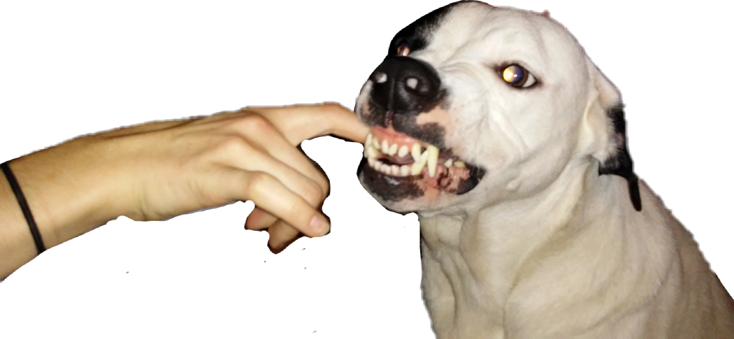 Freetoedit Dog Bite Crazy dog bite Sticker By ace551 freetoedit-dog-bite-crazy-dog-bite-sticker-by-ace551