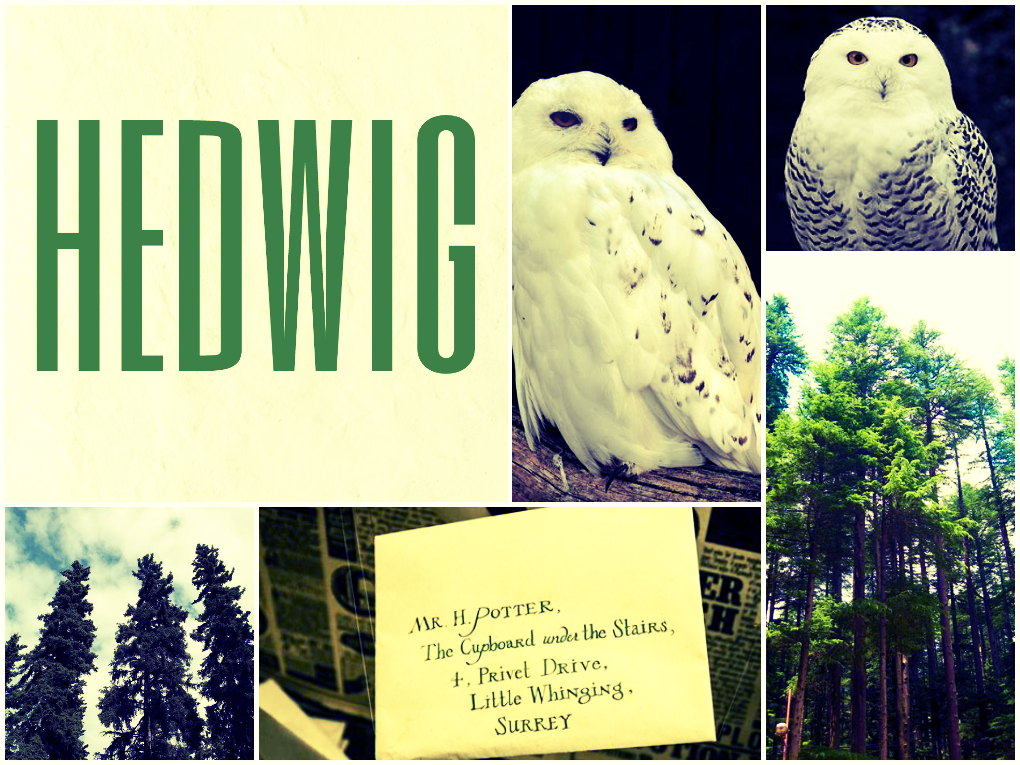 Owl Hogwarts Memes