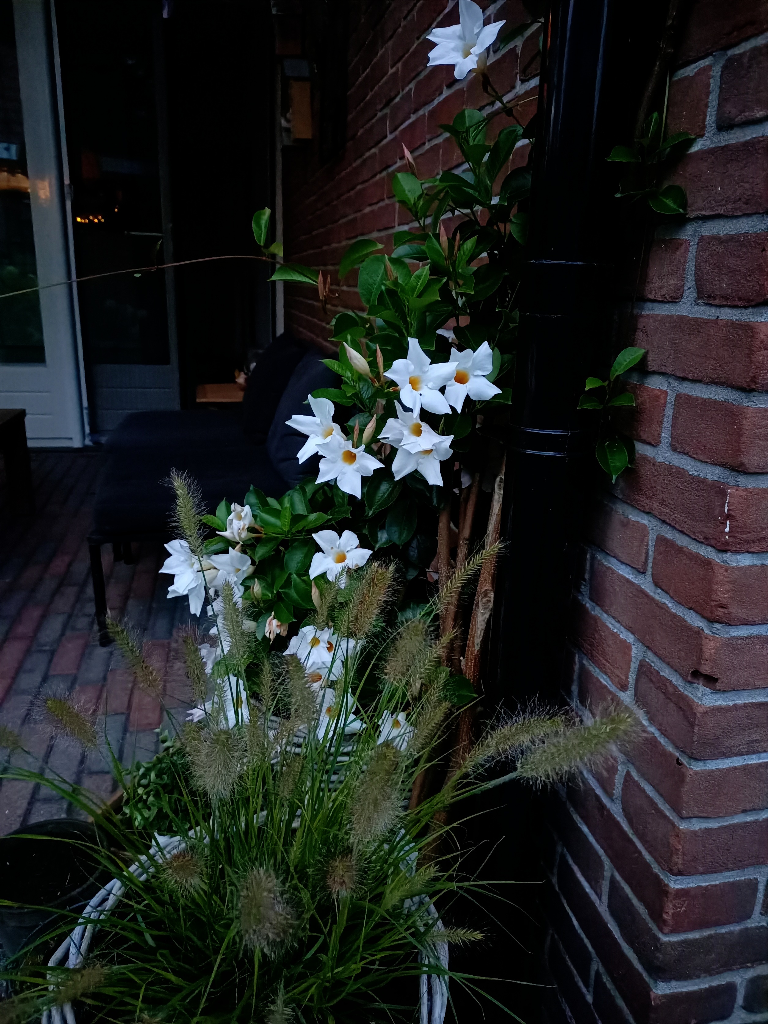 kinora flowers white myflower loveit image by @kinora