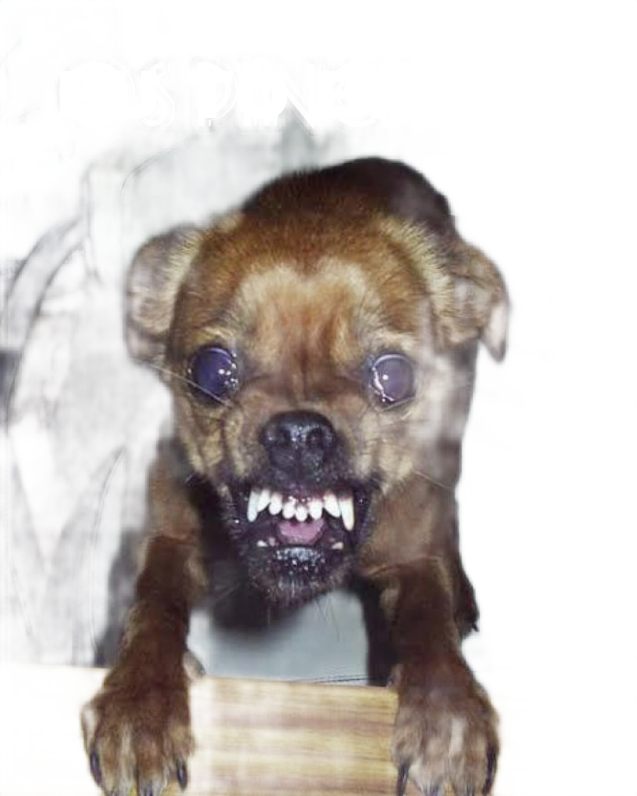 Animal Meme Animaleye Sticker By danielpereira1106
